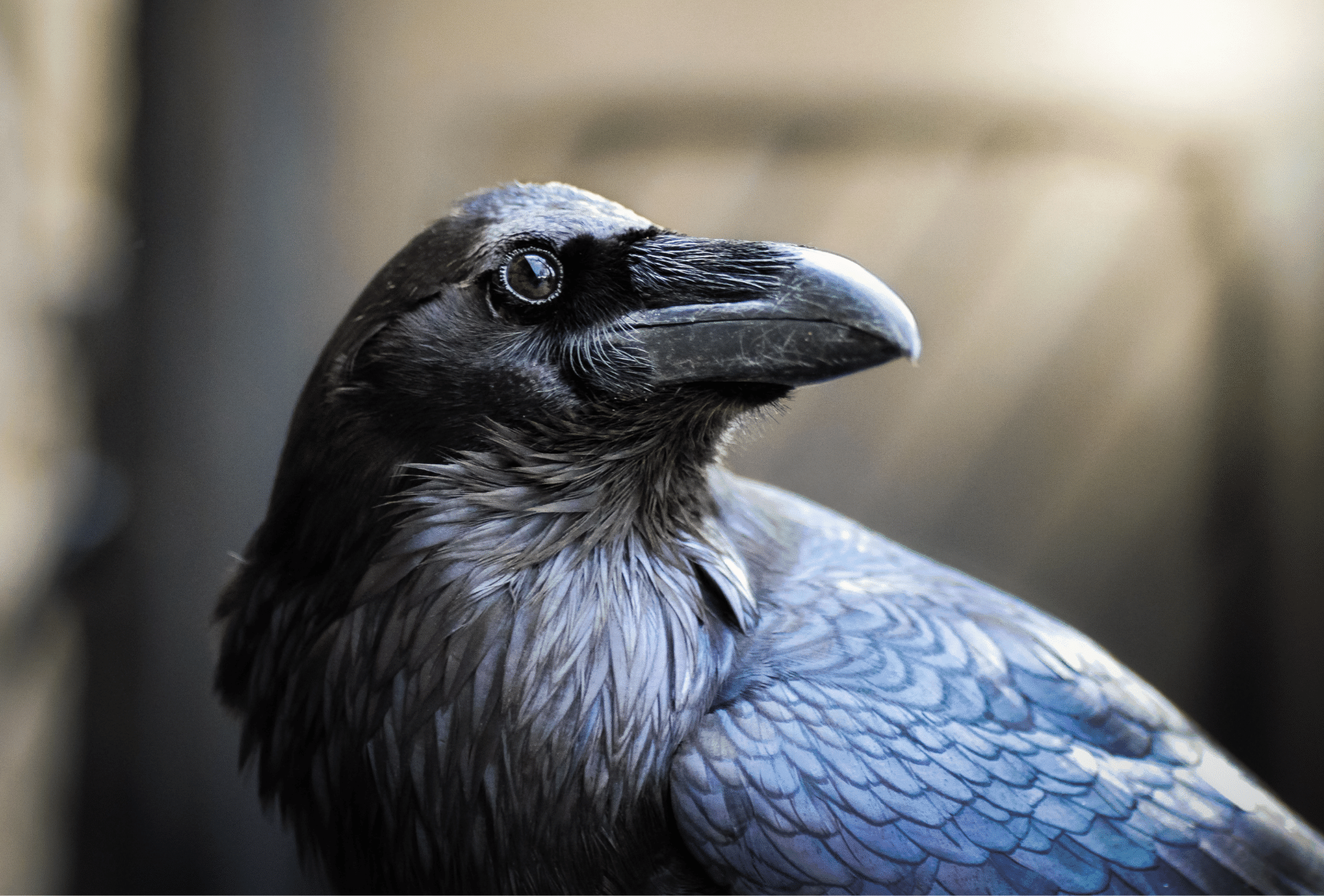 What Is Ravencore and Where Did It Come From? | My Cottagecore