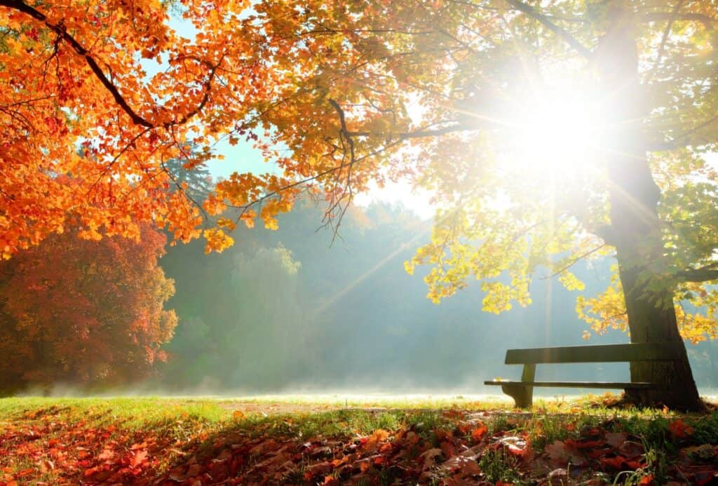 250+ Unique Tree Names for Girls | My Cottagecore